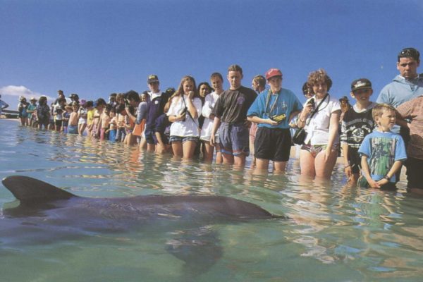 Dolphin Experience - Shark Bay
