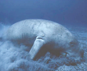 Dugong - Shark Bay