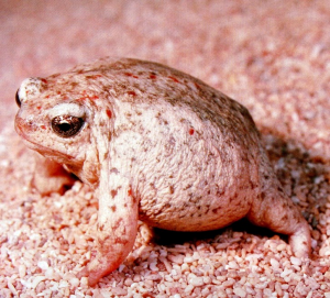 Sandhill Frog - Shark Bay
