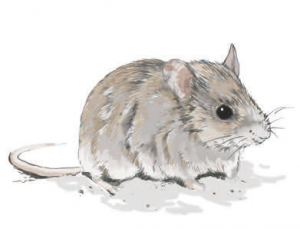 Shark Bay Mouse - Shark Bay