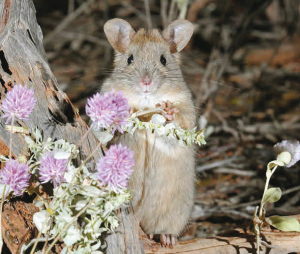 Greater Stick-nest Rat - Shark Bay