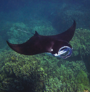 Manta Ray - Shark Bay