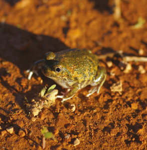Shoemaker Frog - Shark Bay