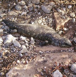 Spiny-tailed Skinks - Shark Bay