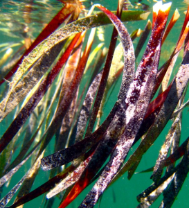 Seagrasses - Shark Bay