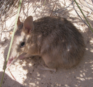 Shark Bay Bandicoot - Shark Bay