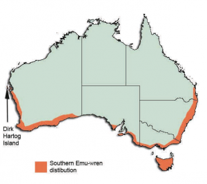 Dirk Hartog Southern Emu-Wren - Shark Bay