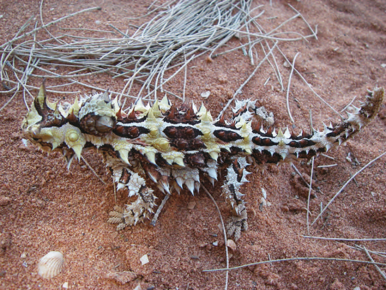 Thorny Devil - Shark Bay