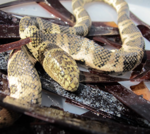 Sea Snakes - Shark Bay