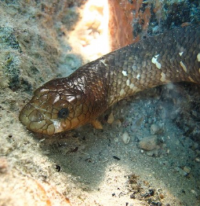 Sea Snakes - Shark Bay
