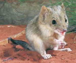 Brush-tailed Mulgara - Shark Bay