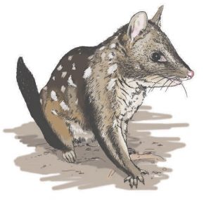 Chuditch (Western Quoll) - Shark Bay