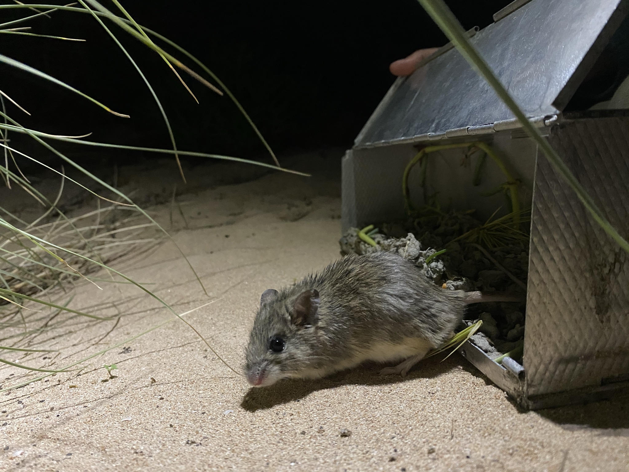 Wirruwana News Spring 2021