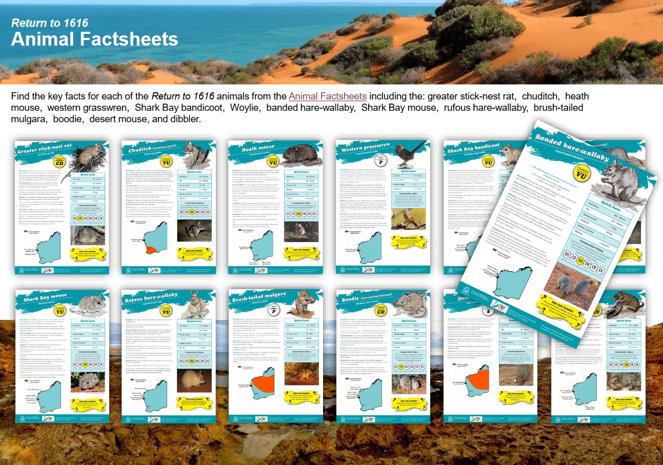 Fun Stuff - Shark Bay