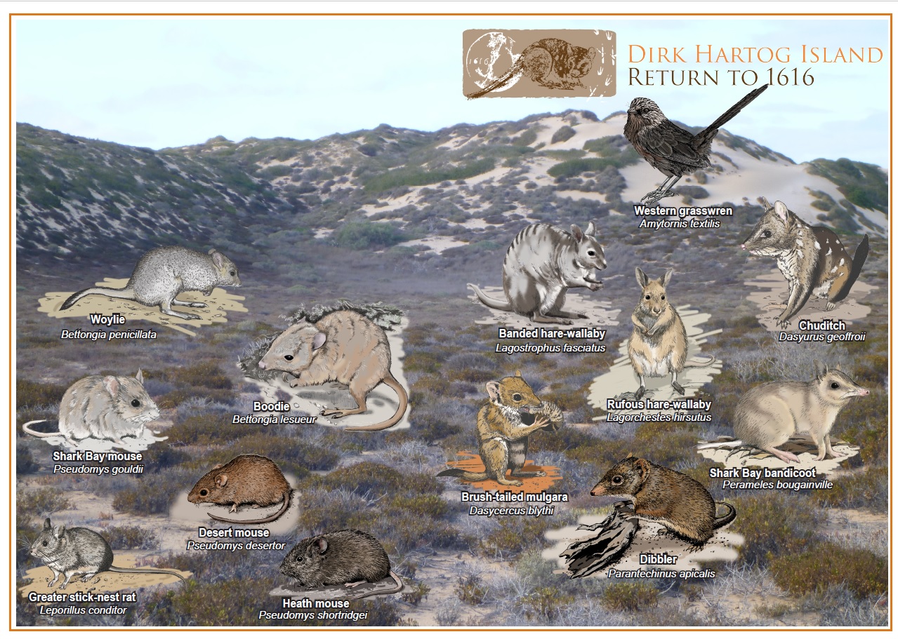 Fun Stuff - Shark Bay