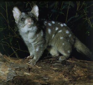 Chuditch (Western Quoll) - Shark Bay